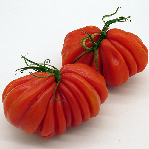 Tomatenvielfalt » Brunen Gartenbaubetrieb » 25 Tomatensorten