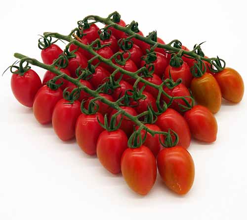 Tomatenvielfalt » Brunen Gartenbaubetrieb » 25 Tomatensorten