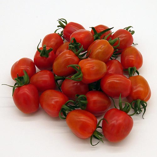 Tomatenvielfalt » Brunen Gartenbaubetrieb » 25 Tomatensorten