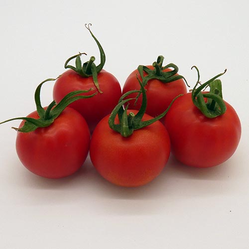 Tomatenvielfalt » Brunen Gartenbaubetrieb » 25 Tomatensorten