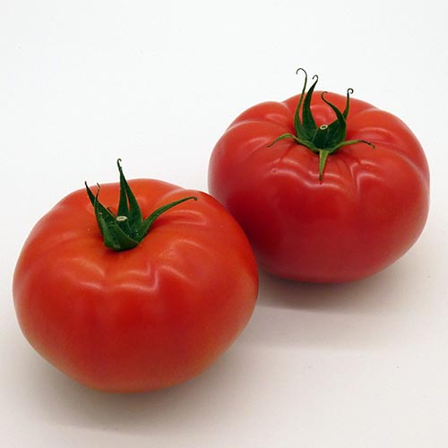 Tomatenvielfalt » Brunen Gartenbaubetrieb » 25 Tomatensorten