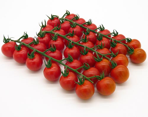 Tomatenvielfalt » Brunen Gartenbaubetrieb » 25 Tomatensorten